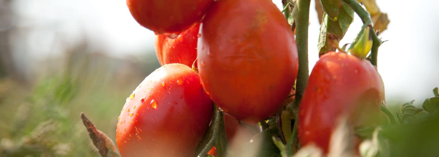 Organic Tomato Sauce, Puree & Canned Tomatoes | Muir Glen